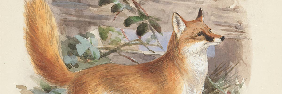 10 Most Beautifully Illustrated Children's Books